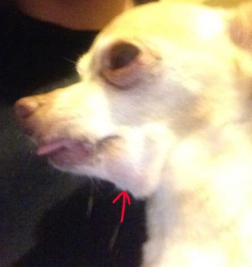 Why Is My Dog s Cheek Swollen Vet Answer Pango Pets