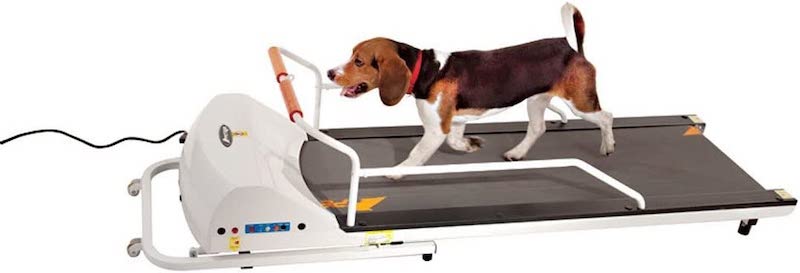 5 Best Dog Treadmills in 2023: Reviews & Top Picks | Pango Pets