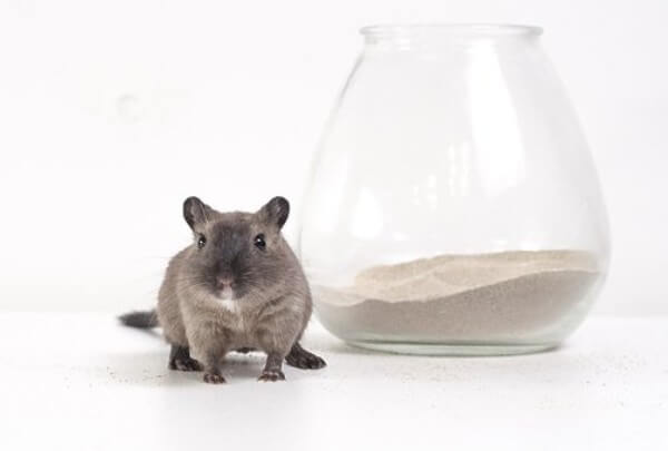 How to Take Care of a Gerbil | Pango Pets