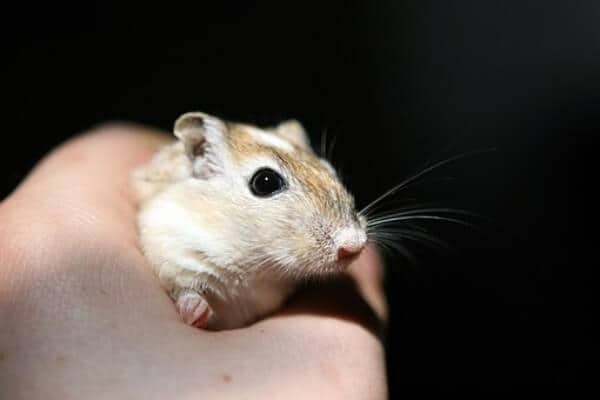 How to Take Care of a Gerbil | Pango Pets