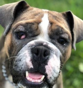 What Is Cherry Eye in Dogs? Is it Dangerous & How to Treat it | Pango Pets