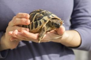 How Much Does a Turtle Cost at PetSmart? (2024 Update) | Pango Pets