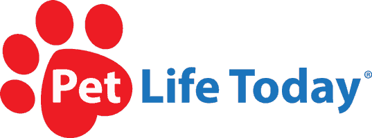 Best Tips for Disciplining a Misbehaving Cat - Pet Life Today