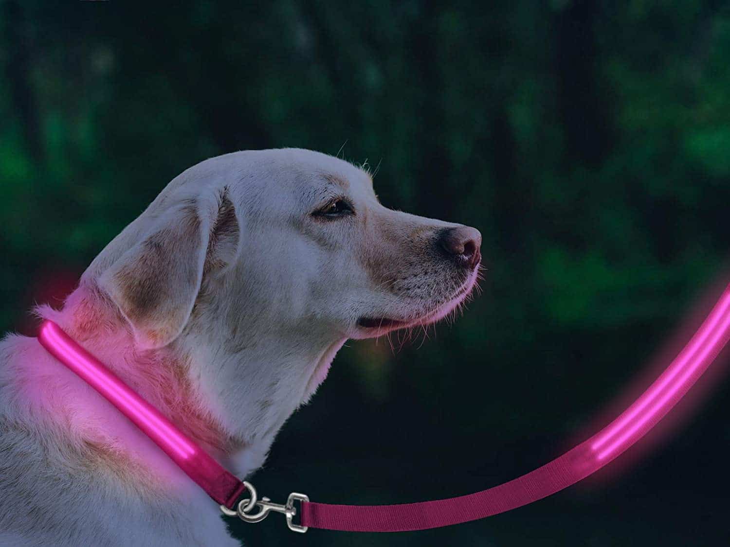 25 Best LED Dog Leashes in 2024: Reviews & Top Picks | Pango Pets
