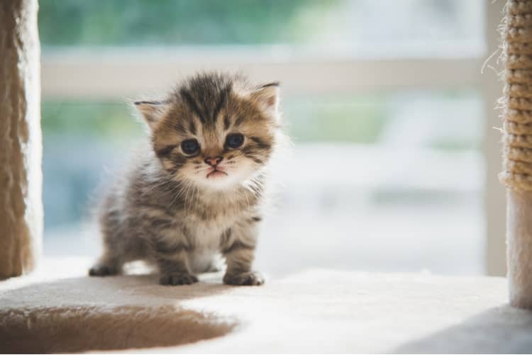 What Do You Need for Your New Kitten? | Pango Pets