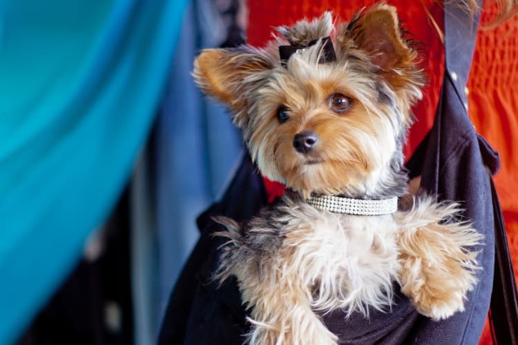 5 Best Dog Carrier Slings in 2024: Reviews & Top Picks | Pango Pets