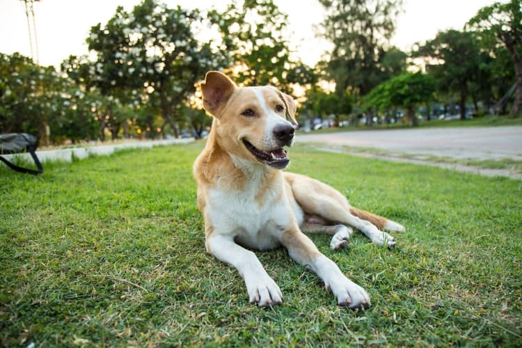 How to Calm Down a Dog: 5 Expert Tips From a Vet | Pango Pets