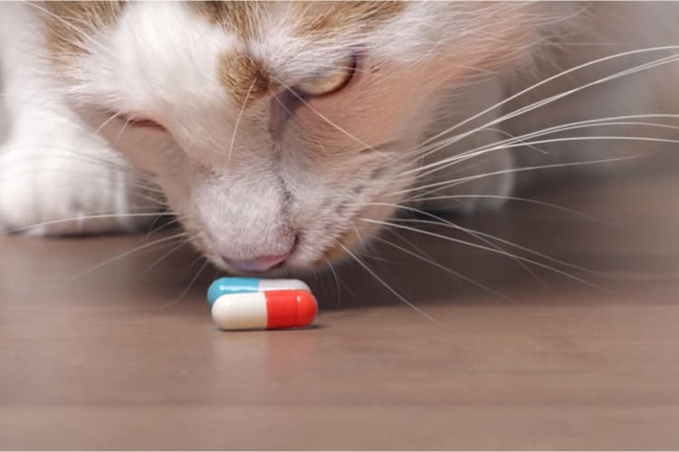 How to Give a Cat A Pill (3 Vet Approved Tricks) | Pango Pets