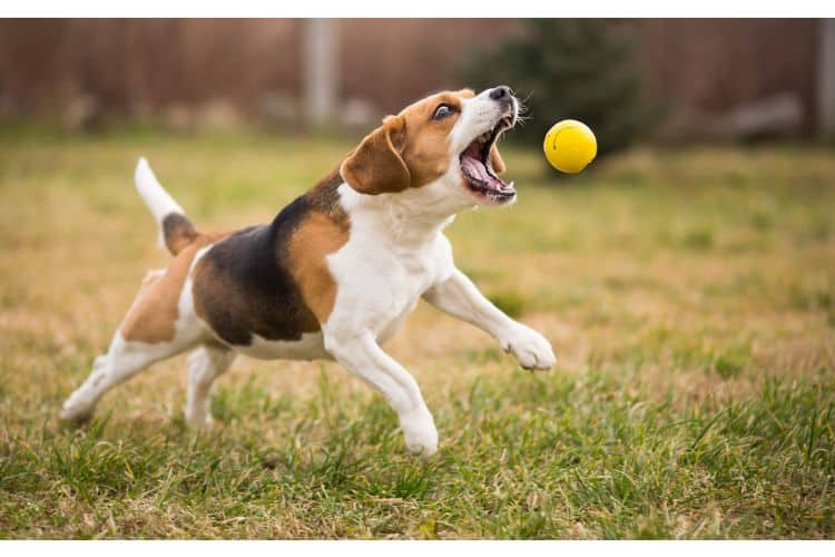 How to Teach Your Dog to Fetch in 5 Easy Steps - Pango Pets