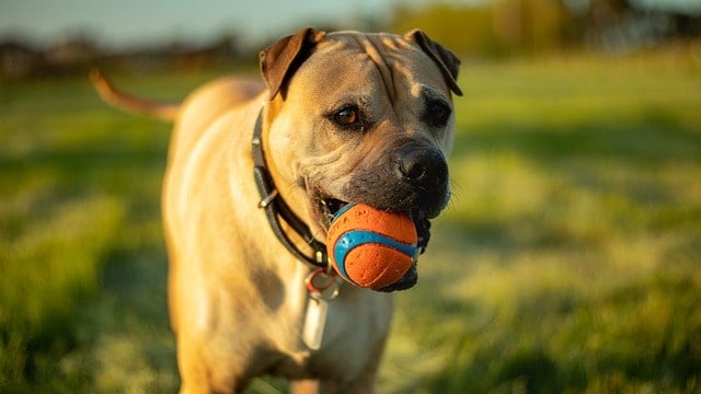 10 Fun Games to Play With Your Dog | Pango Pets