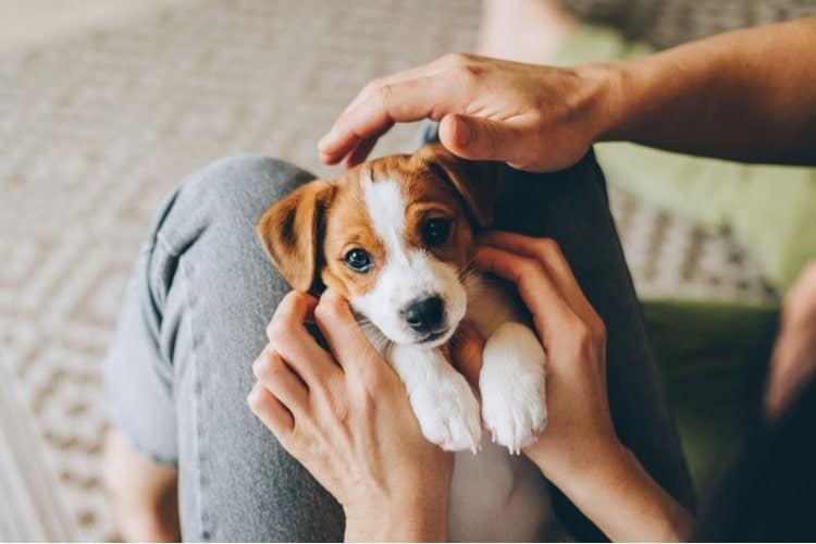 How to Raise a Happy Puppy (Advice from a Veterinarian) | Pango Pets