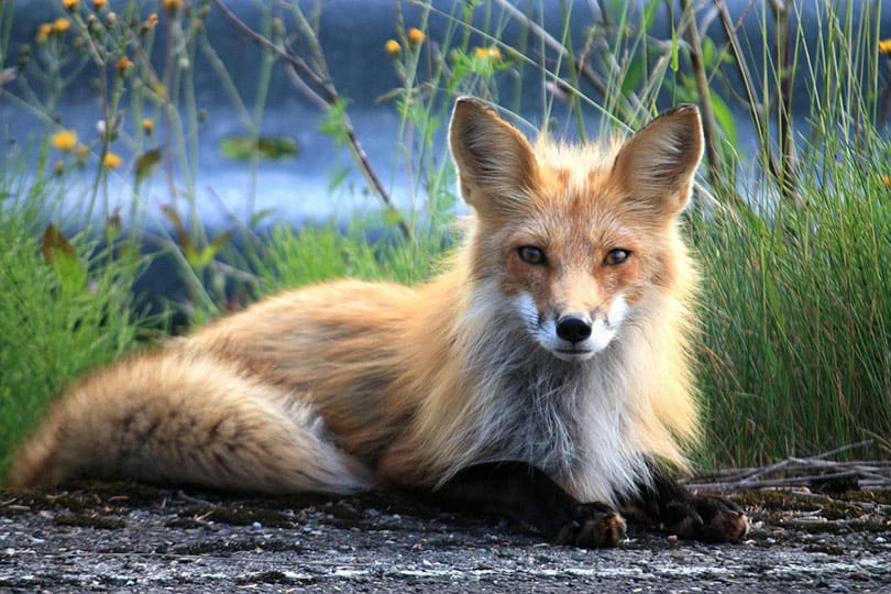 Are Foxes Related To Cats The Surprising Answer Pango Pets