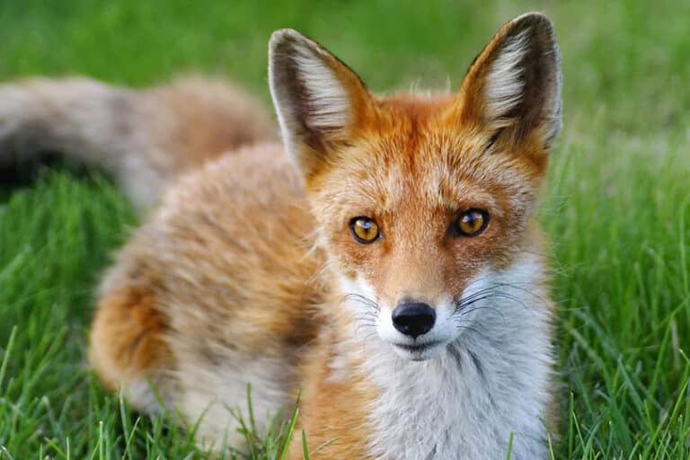 Are Foxes Related to Cats? The Surprising Answer | Pango Pets
