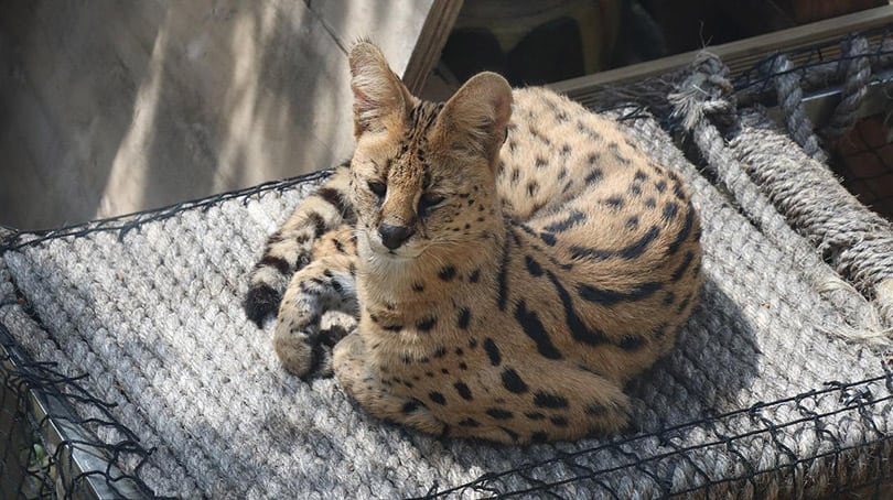 Are Savannah Cats Dangerous? | Pango Pets