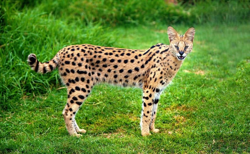 Are Serval Cats Dangerous? | Pango Pets