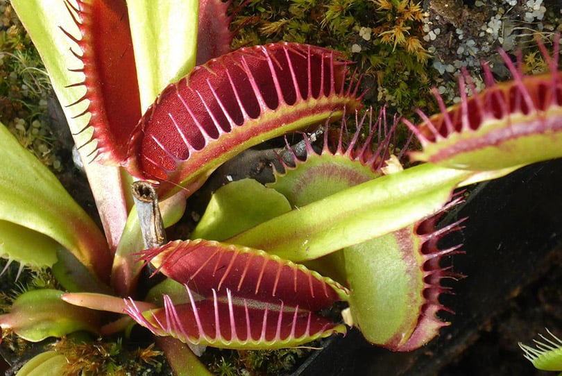 Are Venus Flytraps Poisonous To Cats What Do I Do If They Eat One are-venus-flytraps-poisonous-to-cats-what-do-i-do-if-they-eat-one