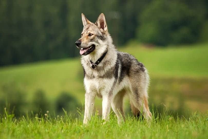 Are Wolf Dogs Dangerous? What You Need to Know! | Pango Pets