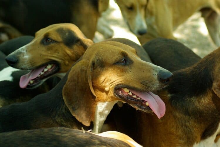 Are Dogs Pack Animals? The Surprising Answer | Pango Pets