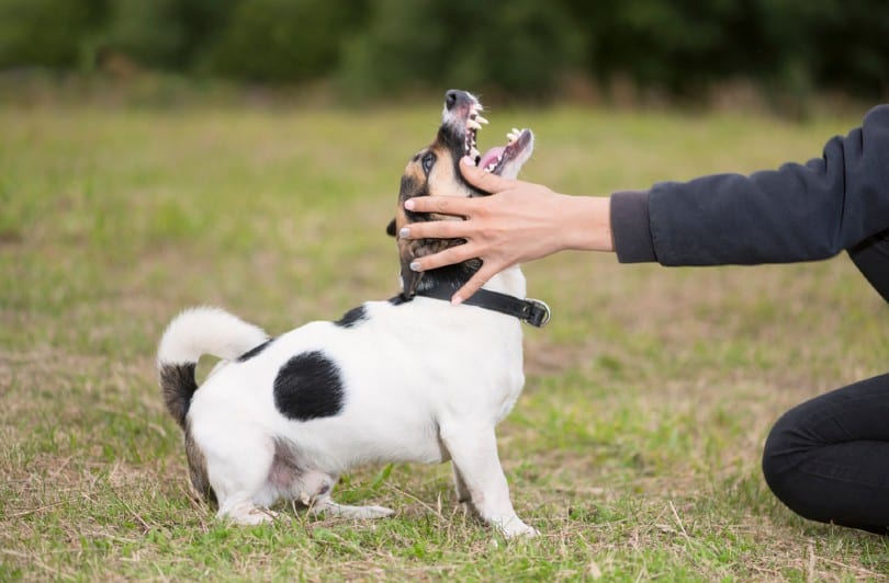 Why Are Small Dogs So Aggressive? 5 Possible Reasons | Pango Pets