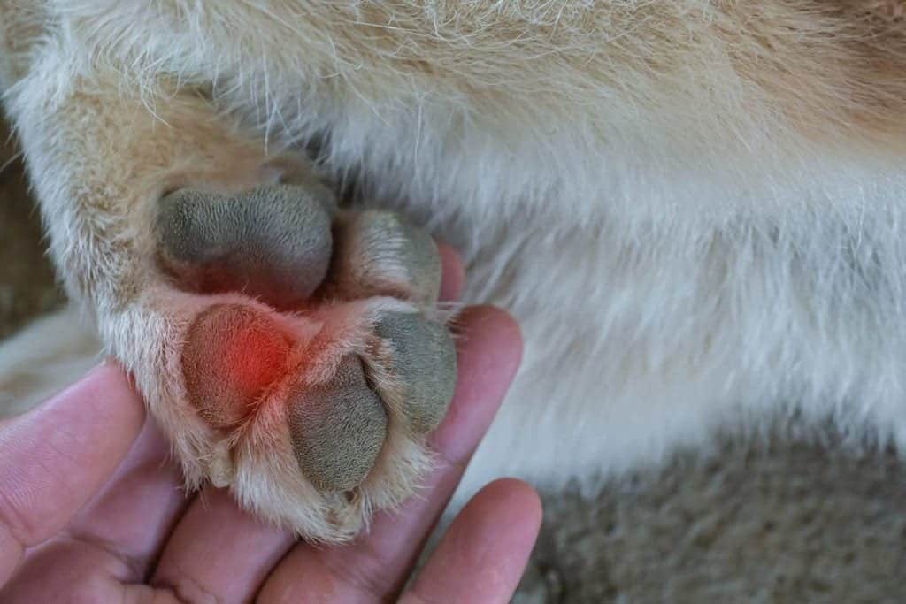Why Are My Dog’s Paws Red? 4 Possible Reasons | Pango Pets