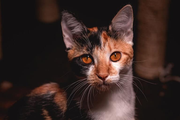 Are Cats Nocturnal Animals? The Surprising Answer | Pango Pets