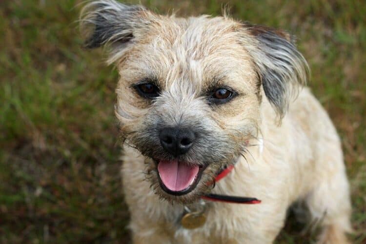 Are Border Terriers Hypoallergenic? An Allergy Sufferers Guide to Dogs ...