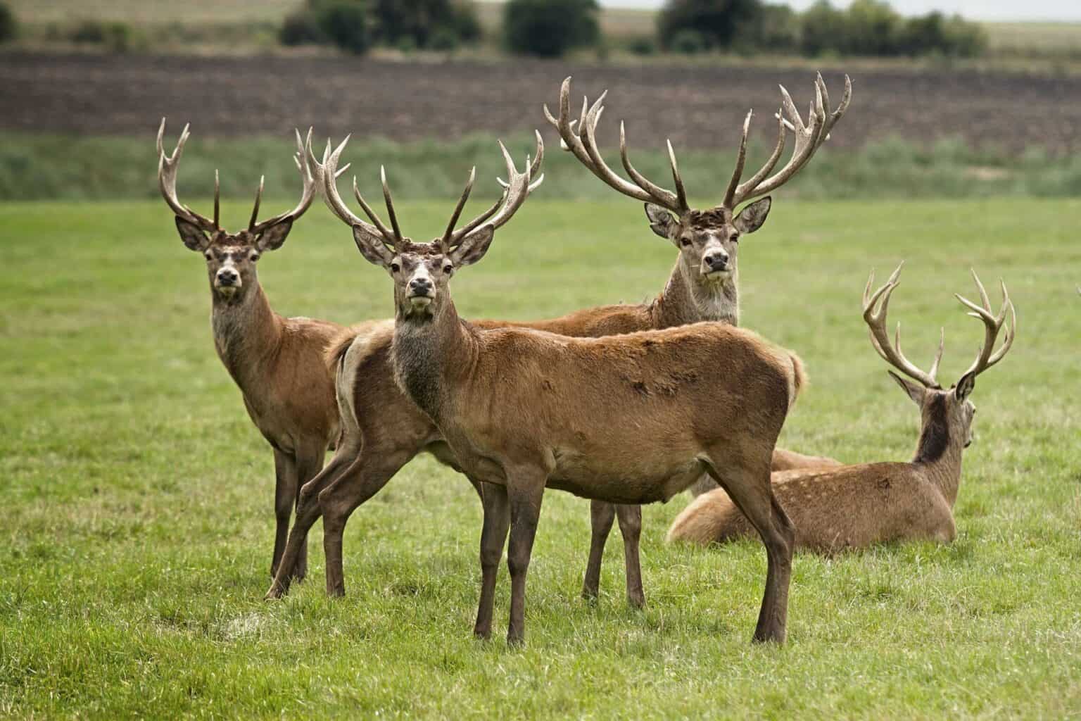Are Deer Antlers Safe For Dogs Should I Give My Dog One Pango Pets