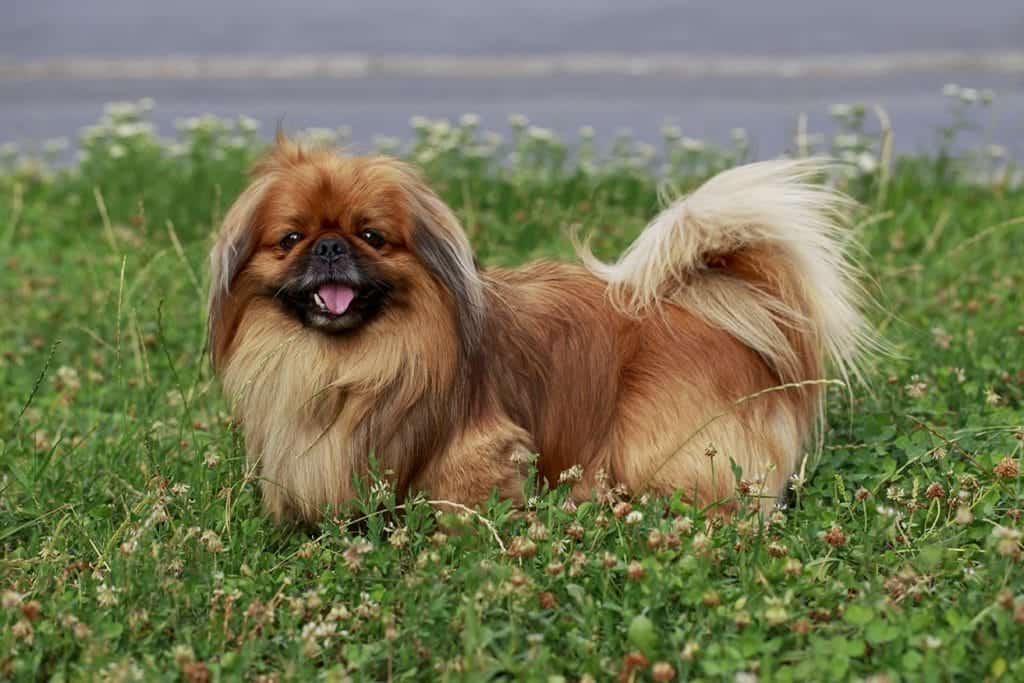 Are Pekingese Hypoallergenic? An Allergy Sufferers Guide to Dogs ...