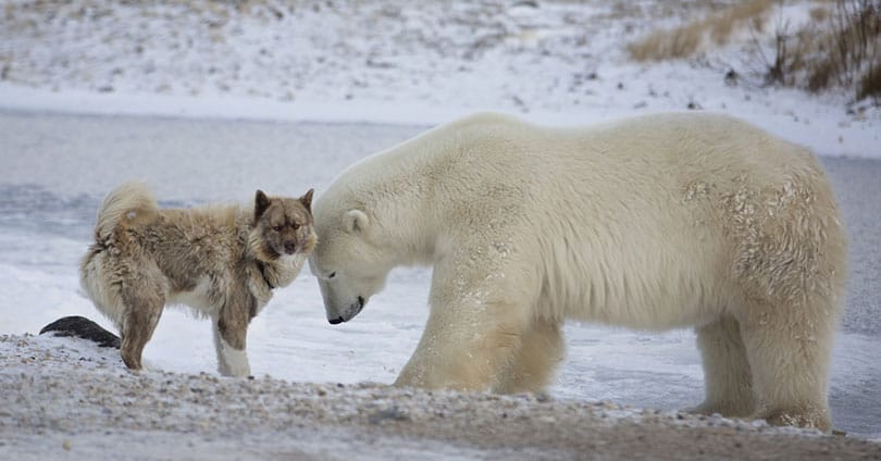 Are Bears and Dogs Related? The Surprising Answer! | Pango Pets