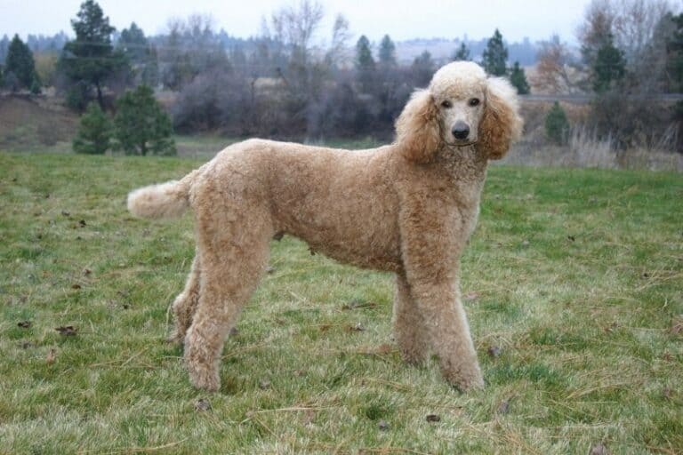 Are Poodles Hunting Dogs? What You Need To Know | Pango Pets