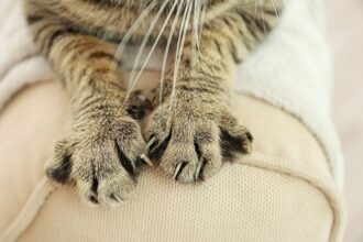 How to Clean Cat Paws (In 3 Simple Steps) - Pango Pets