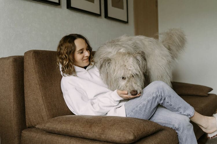 How Much To Pay A Dog Sitter 2024 Update Pango Pets