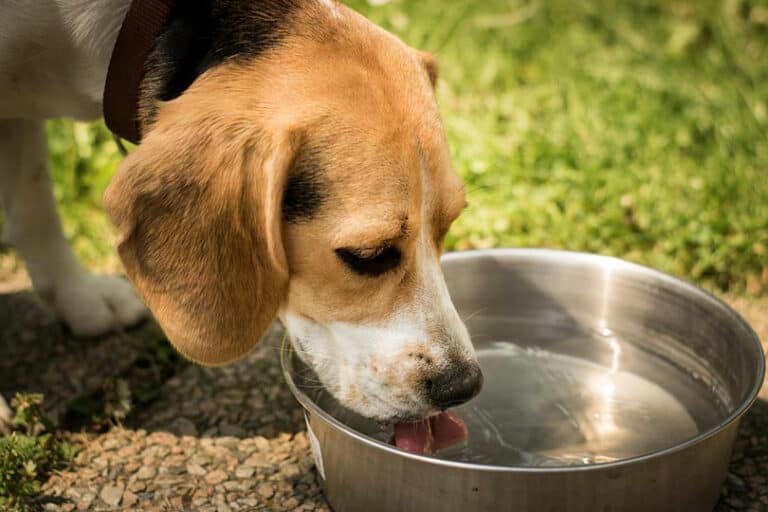 How Do Dogs Drink Water? The Surprising Answer | Pango Pets