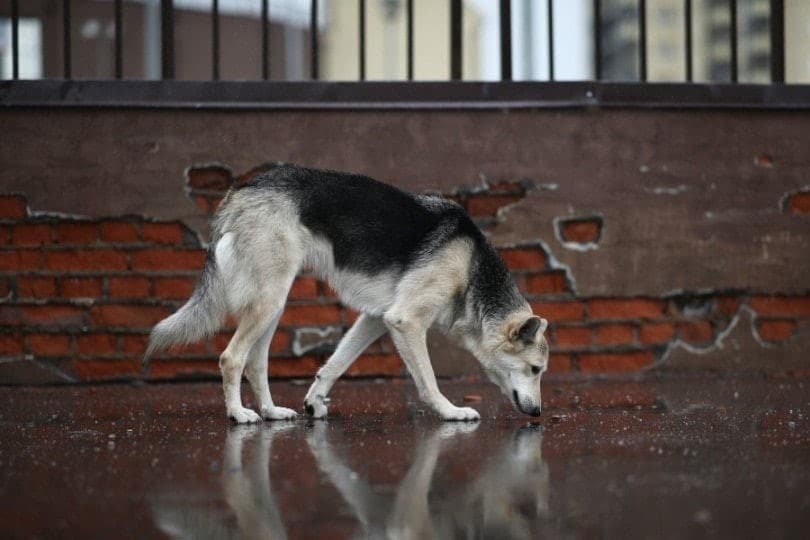 How Far Can Dogs Smell? (Average and Max Distance) | Pango Pets