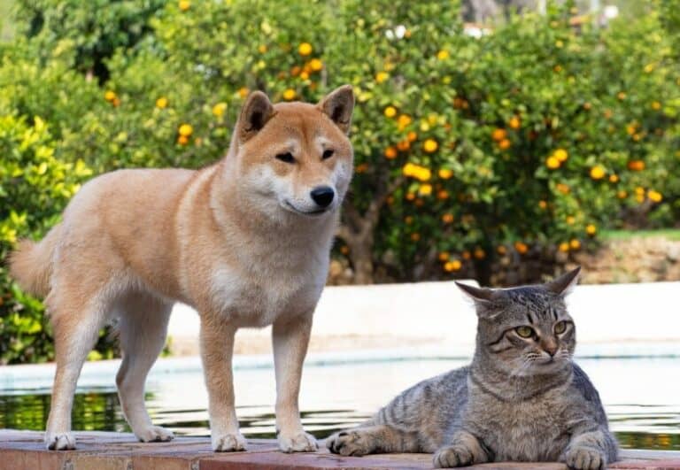 Are Shiba Inus Good with Cats? Can They Be Kept Together? | Pango Pets