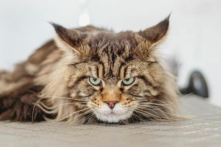Are Cats Related To Lions Or Tigers The Surprising Answer Pango Pets Are Cats Related To Lions Or Tigers The Surprising Answer Pango Pets