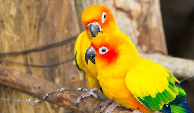 How Much Do Birds Cost at PetSmart? (2024 Update) | Pango Pets