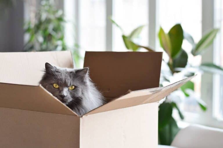 15 DIY Cardboard Cat Toys You Can Make Today (With Pictures) | Pango Pets