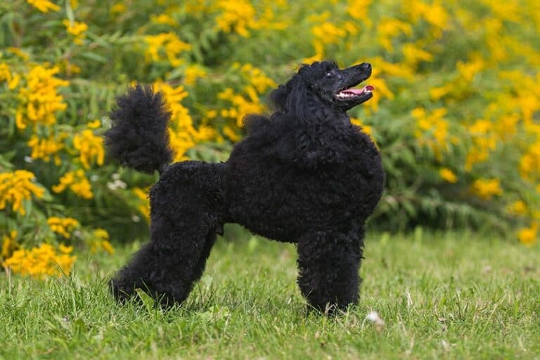 How Long Do Poodles Live on Average? Factors & Care Tips | Pango Pets
