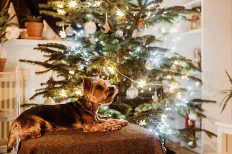 How to Dog-Proof a Christmas Tree - 7 Vet Approved Tips | Pango Pets