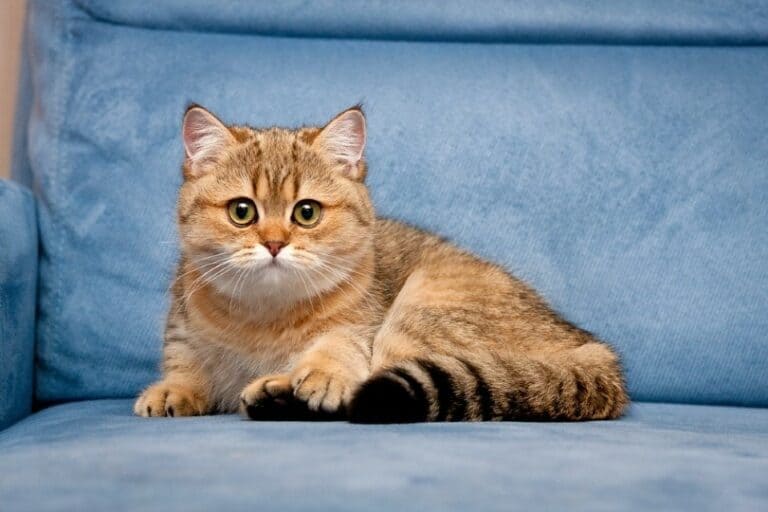Golden British Shorthair: Pictures, Facts & History | Pango Pets